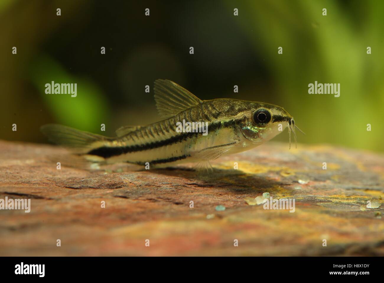 Corydoras pygmée (Corydoras pygmaeus), Corydoras aquarium nain placé ...