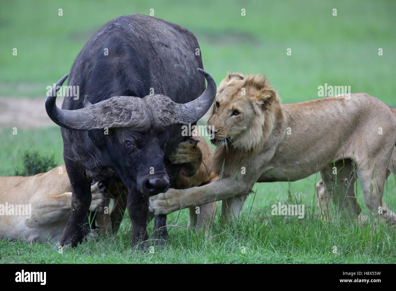 Lion (Panthera leo) et le buffle (Syncerus caffer), crépuscule attaque ...