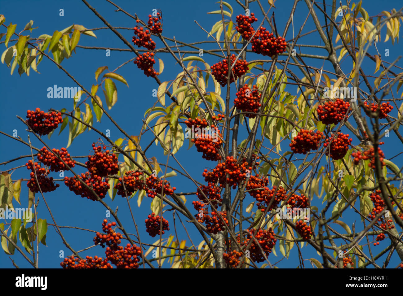 Baies rouges dans un arbre Banque de photographies et d’images à haute ...