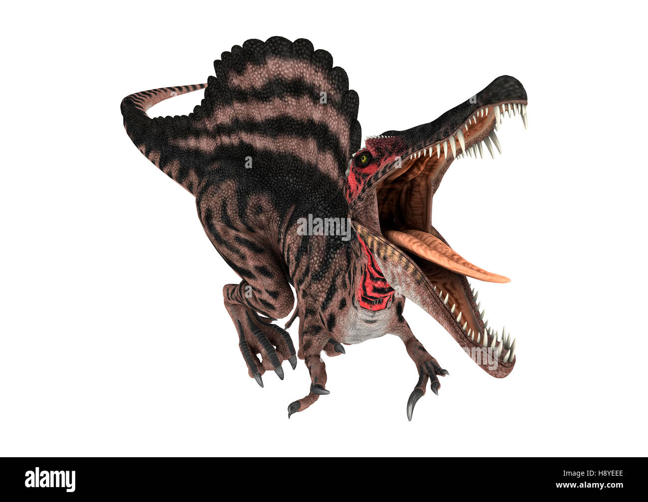 Rendu 3D d'un dinosaure du Crétacé Spinosaurus ou lézard épineux isolé sur fond blanc Photo ...