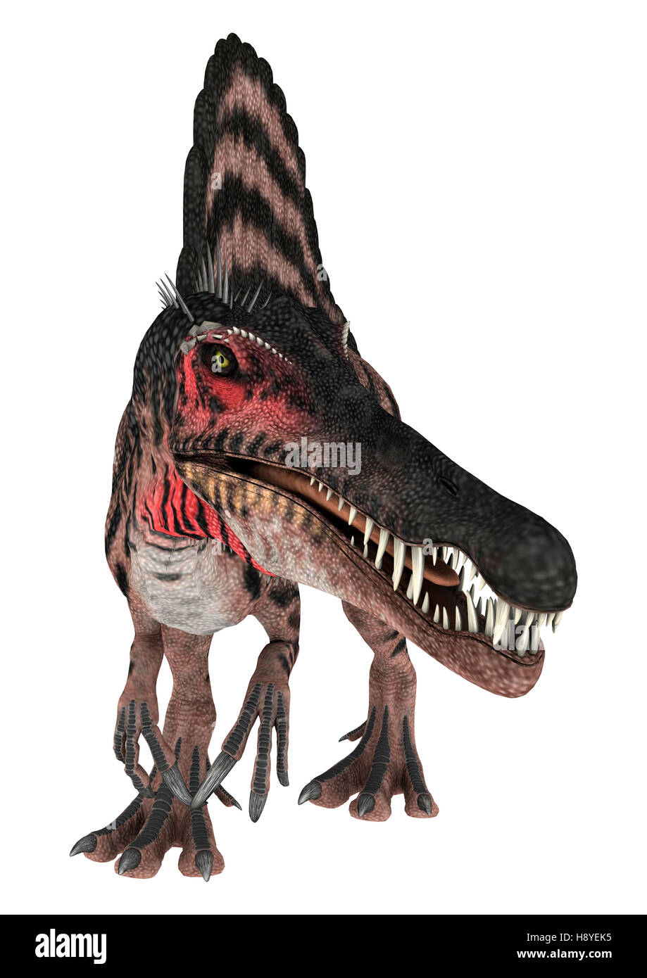 Rendu 3D d'un dinosaure du Crétacé Spinosaurus ou lézard épineux isolé sur fond blanc Photo ...