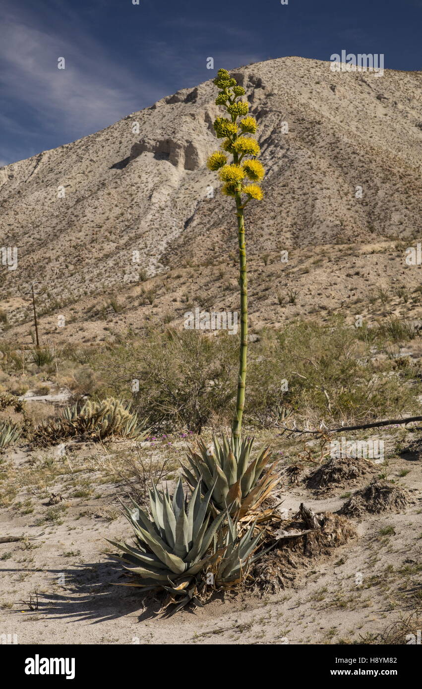 Agave, Agave deserti Desert, en fleurs dans le désert californien. Anza ...