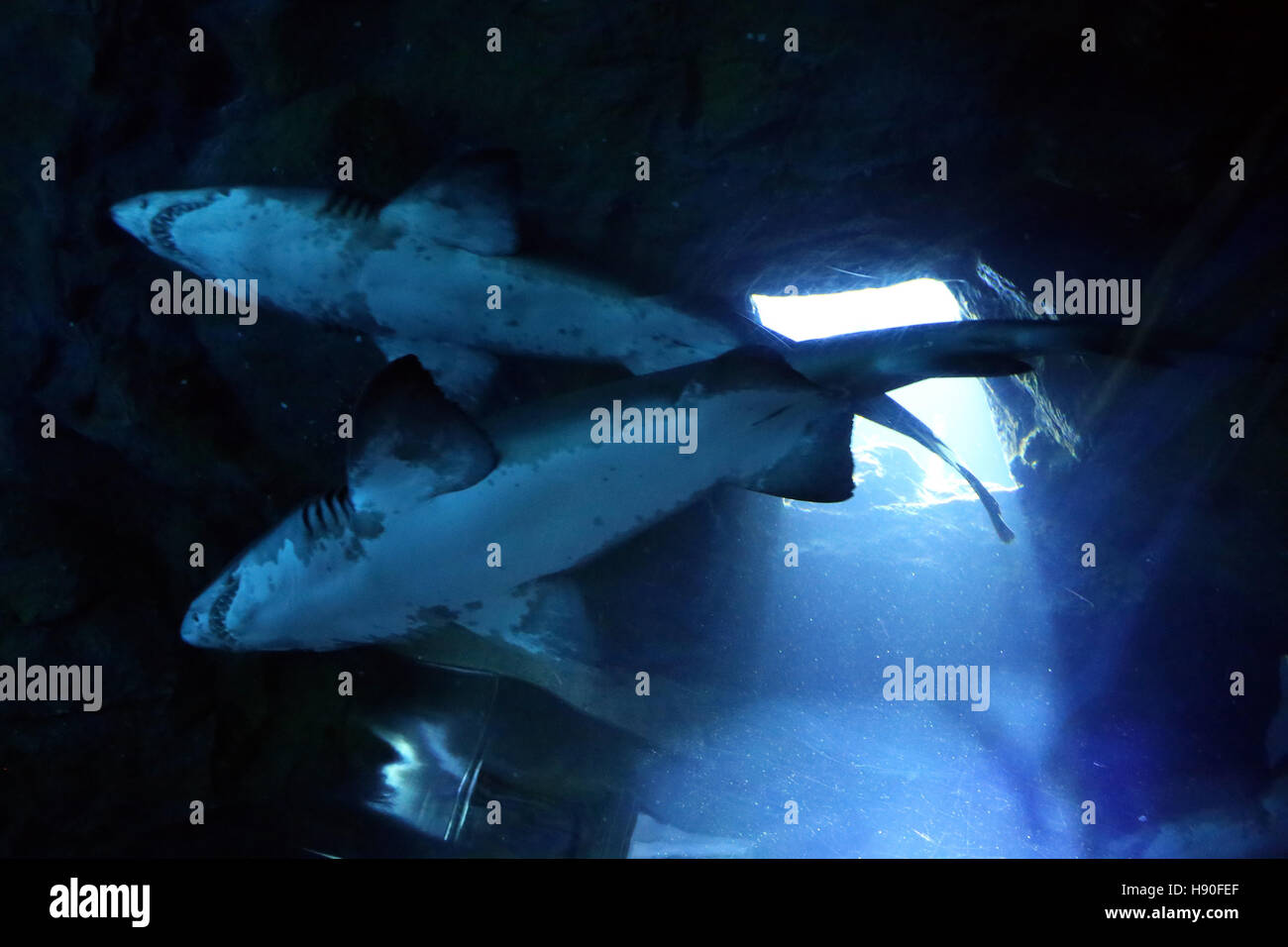 Dubai ocean park Banque de photographies et d’images à haute résolution ...