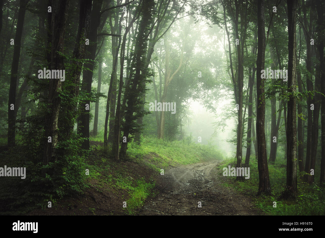 Chemin forestier brouillard du matin Banque de photographies et d ...