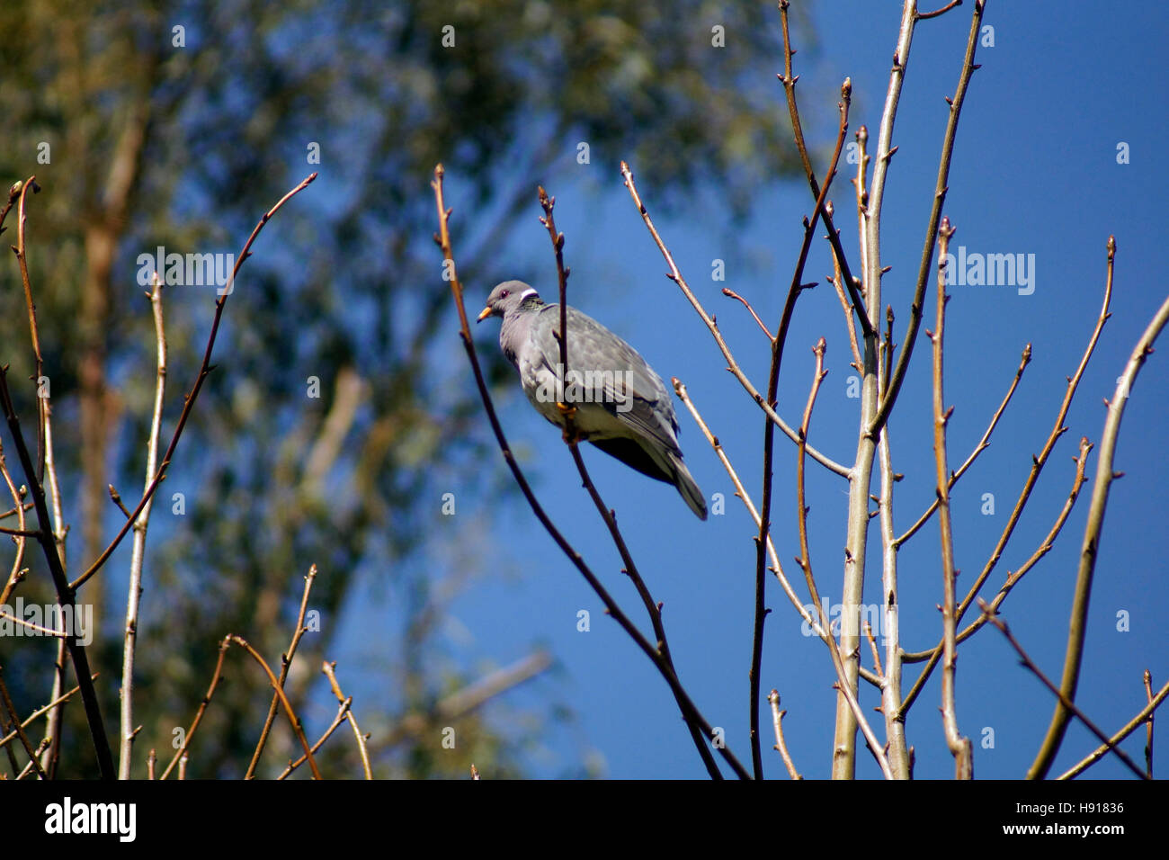Arbre pigeon Banque de photographies et d’images à haute résolution - Alamy