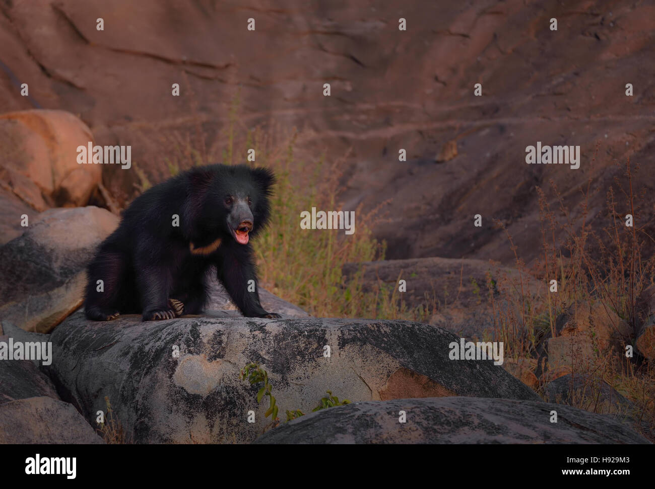 Ours lippu Banque de photographies et d’images à haute résolution - Alamy