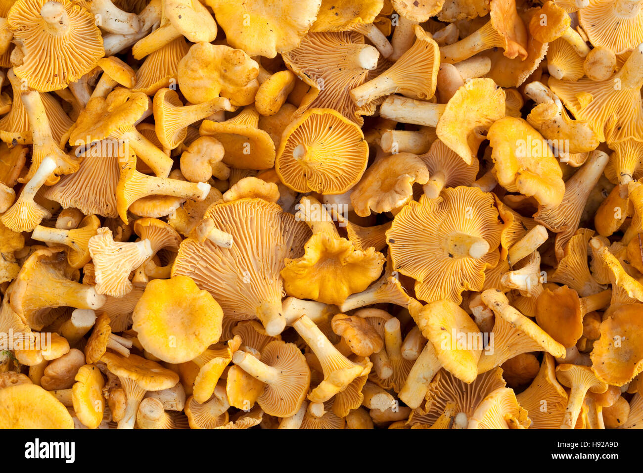 Champignon jaune orange Banque de photographies et d’images à haute ...