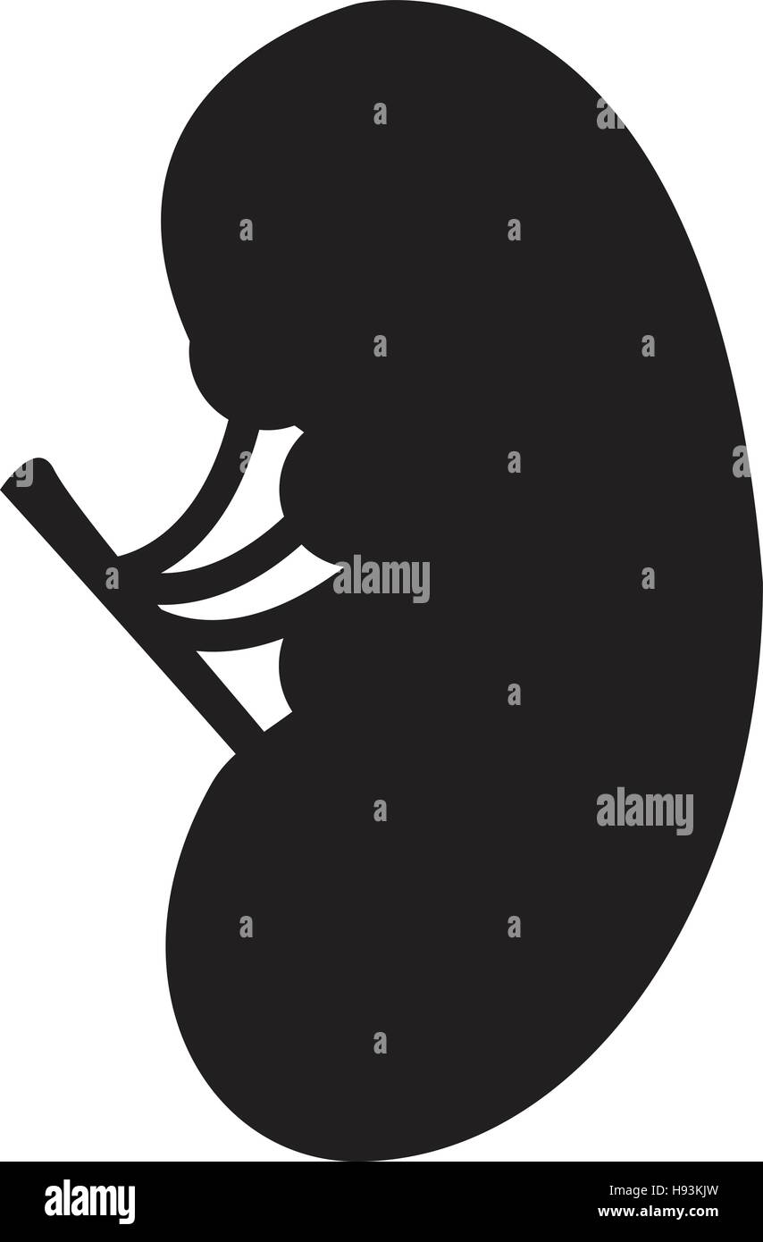 Abats de rein Banque d'images vectorielles - Alamy