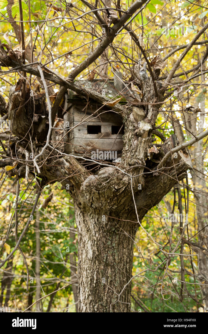 Arbre généalogique Spooky et cabane Photo Stock - Alamy
