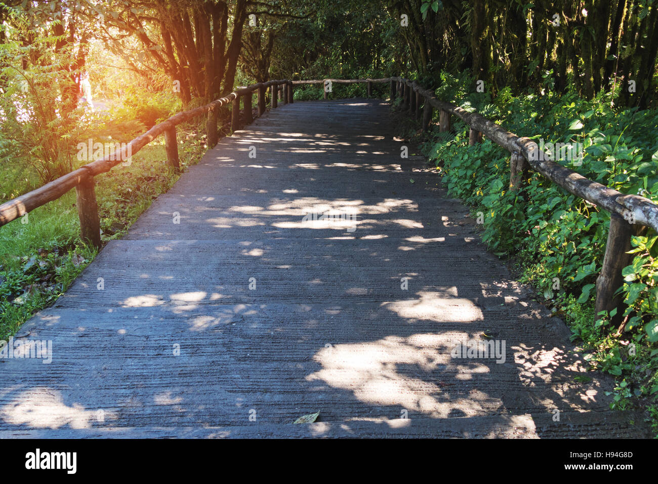 Sentier de randonnée qui traverse le paysage de jungle profonde de la ...