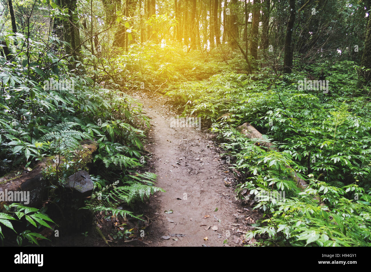 Sentier de randonnée qui traverse le paysage de jungle profonde de la ...
