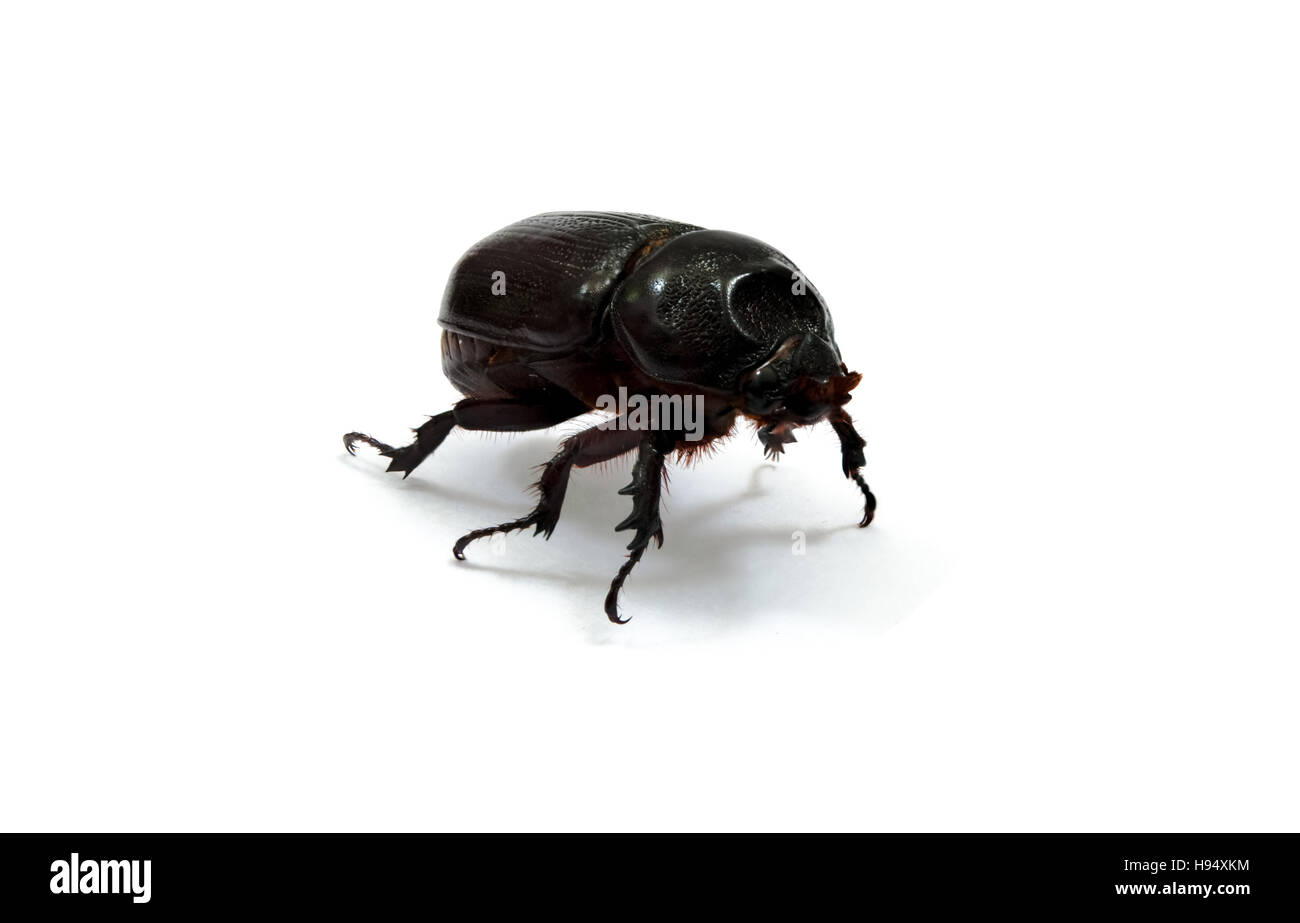 Scarabée rhinocéros femelle sur fond blanc. Également connu sous le nom ...