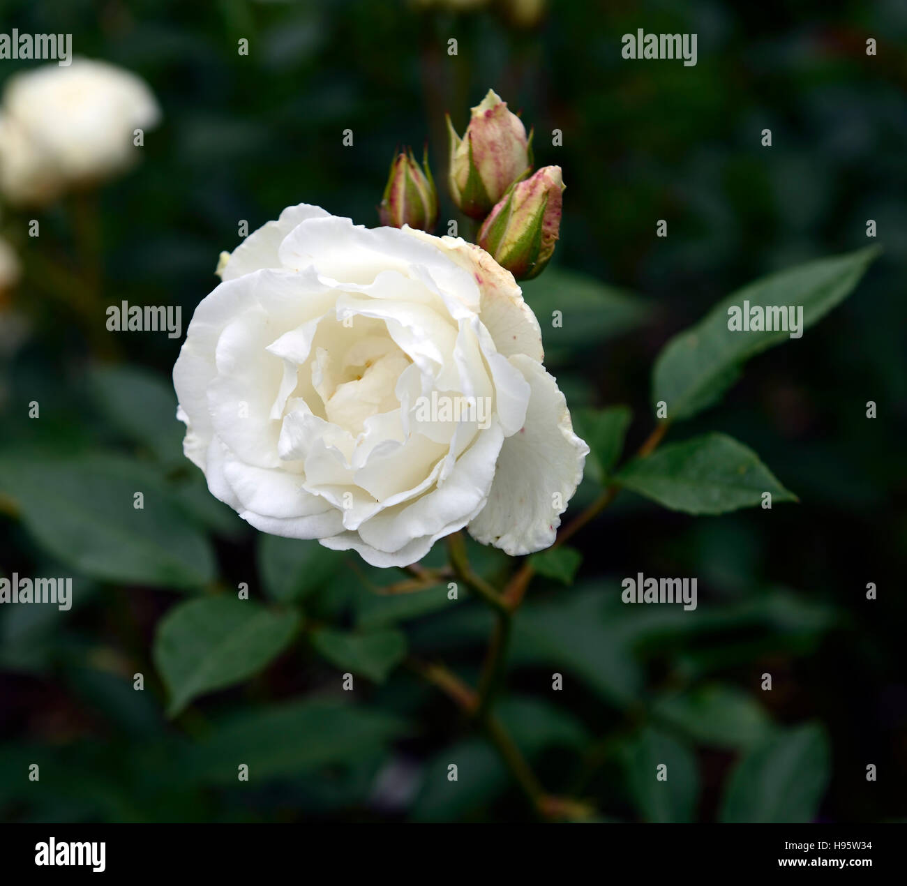 Rosa iceberg korbin rose Banque de photographies et d’images à haute ...