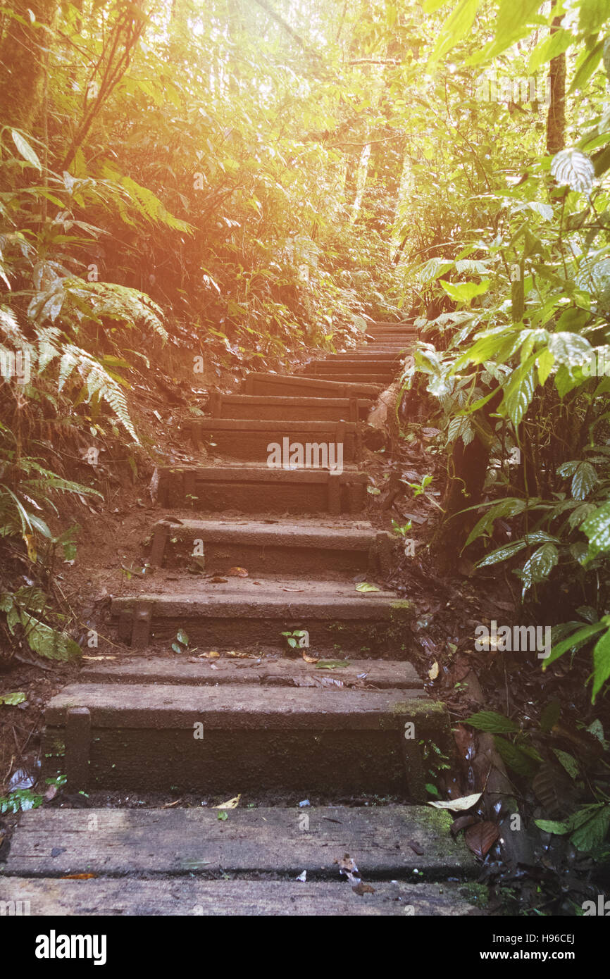 Sentier de randonnée qui traverse le paysage de jungle profonde de la ...