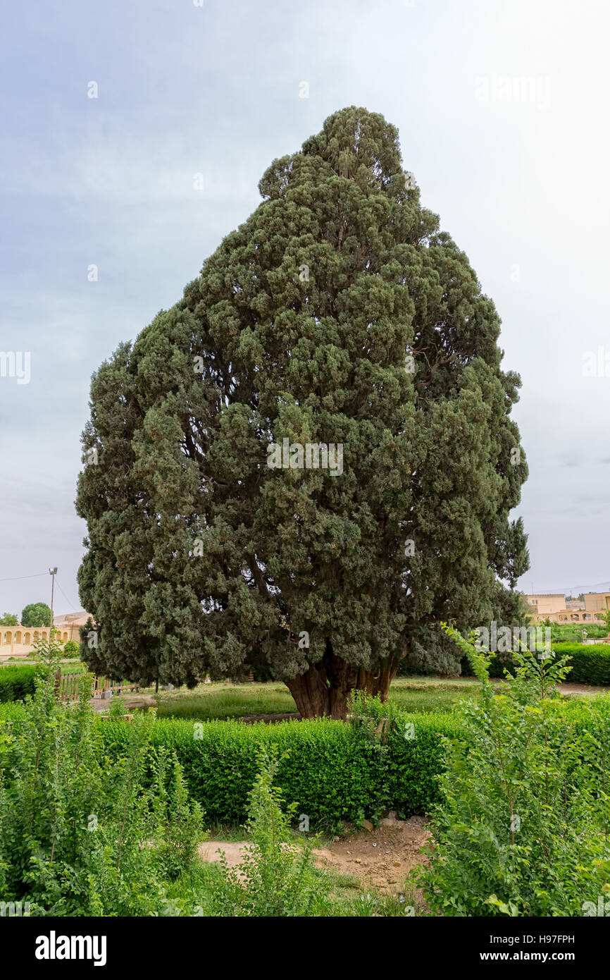 Arbre le plus ancien cedre Banque de photographies et d’images à haute ...