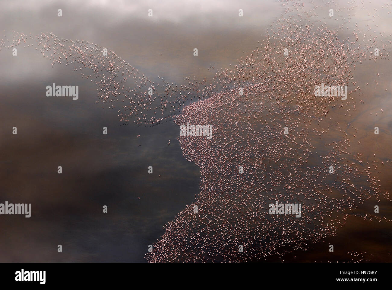 Flamants roses au lac de natron Banque de photographies et d’images à ...