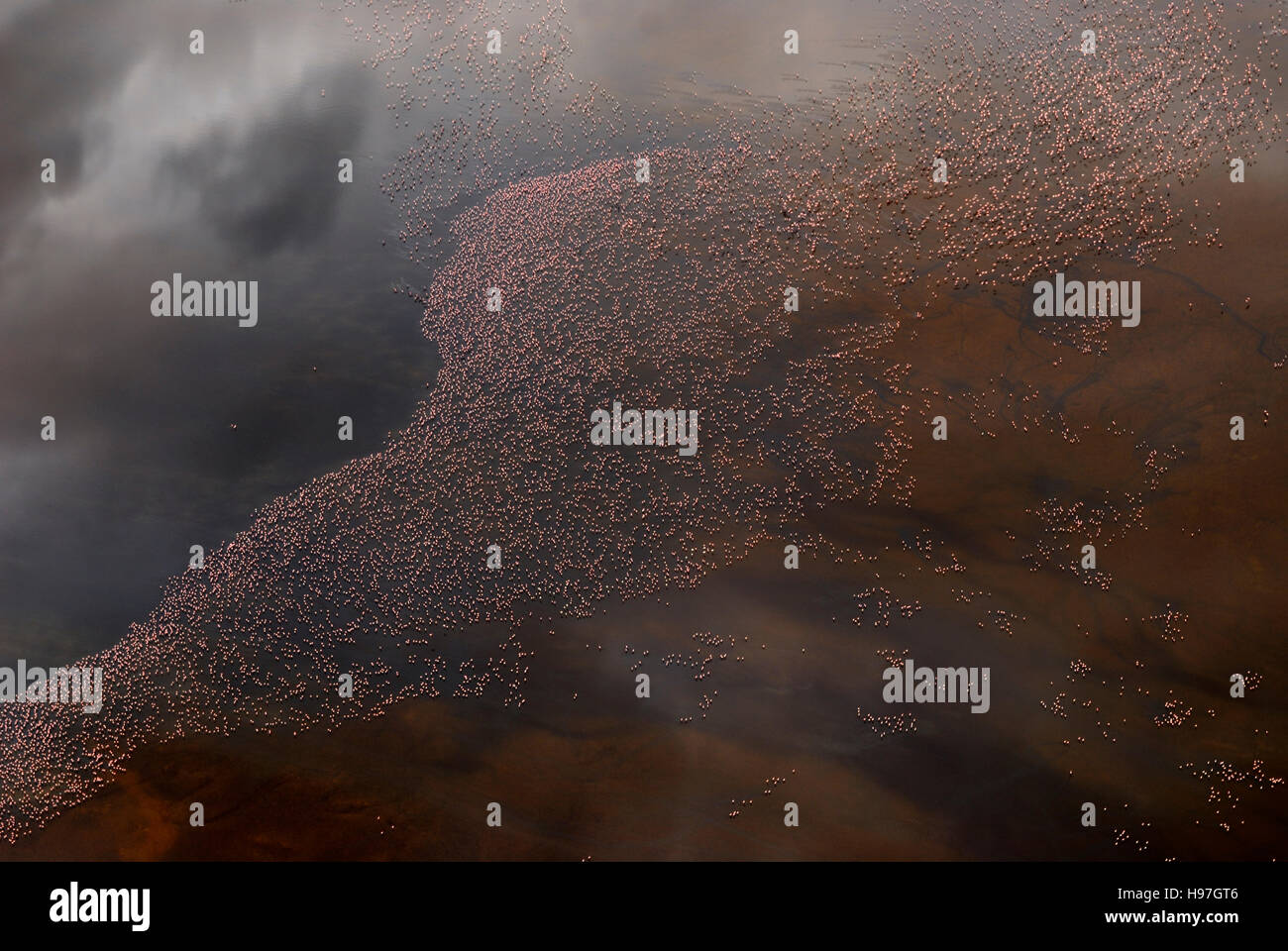 Flamants roses au lac de natron Banque de photographies et d’images à ...