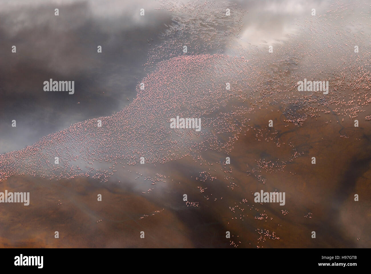 Flamants roses au lac de natron Banque de photographies et d’images à ...
