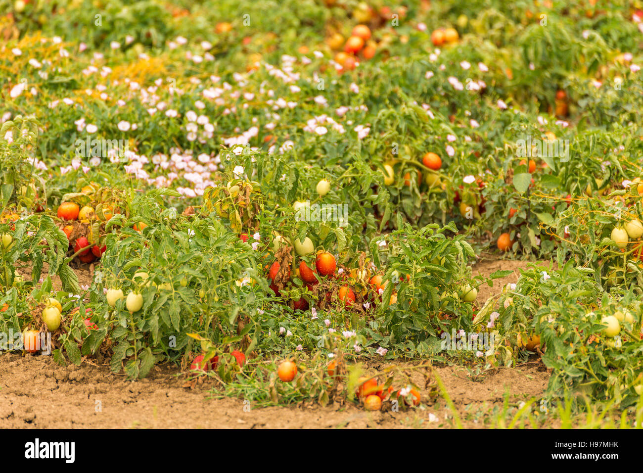 Champs de tomates Banque de photographies et d’images à haute ...