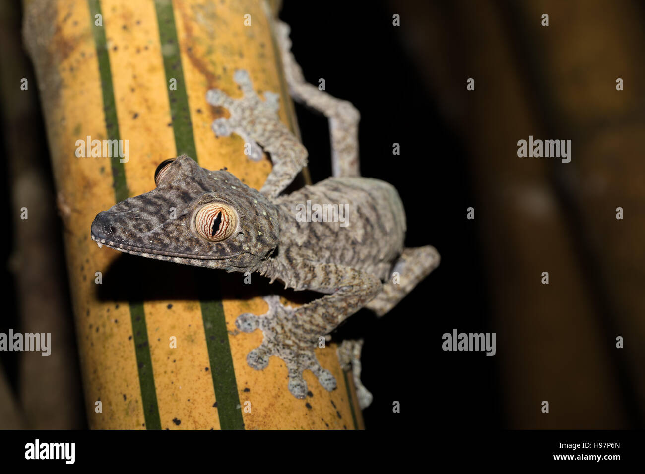 Giant gecko à queue de feuille, Uroplatus fimbriatus, Nosy Mangabe ...