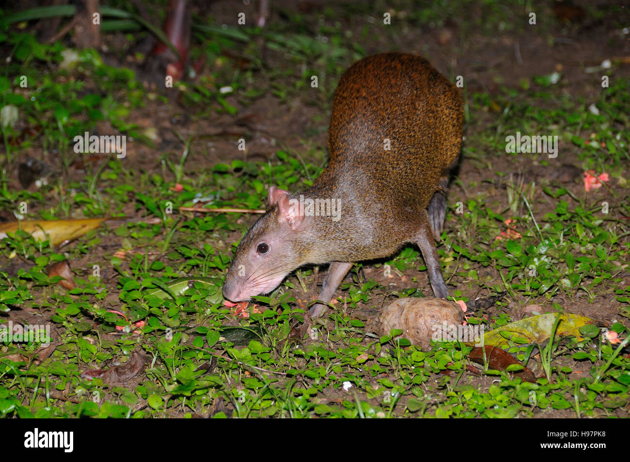 Panama rodent Banque de photographies et d’images à haute résolution ...