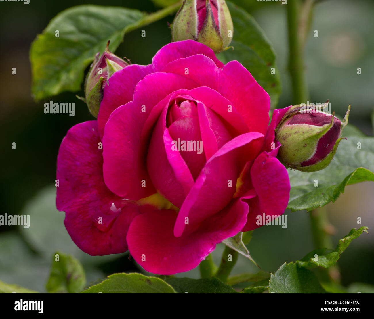 Princess anne rose Banque de photographies et d’images à haute ...