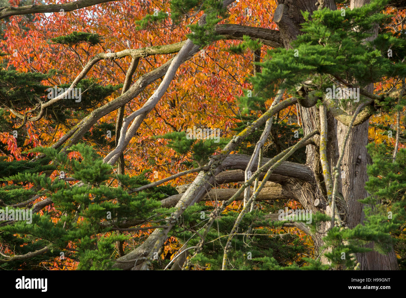 Branches d'un Chypriote Monterey (Cupressus macrocarpa) arbre avec les ...