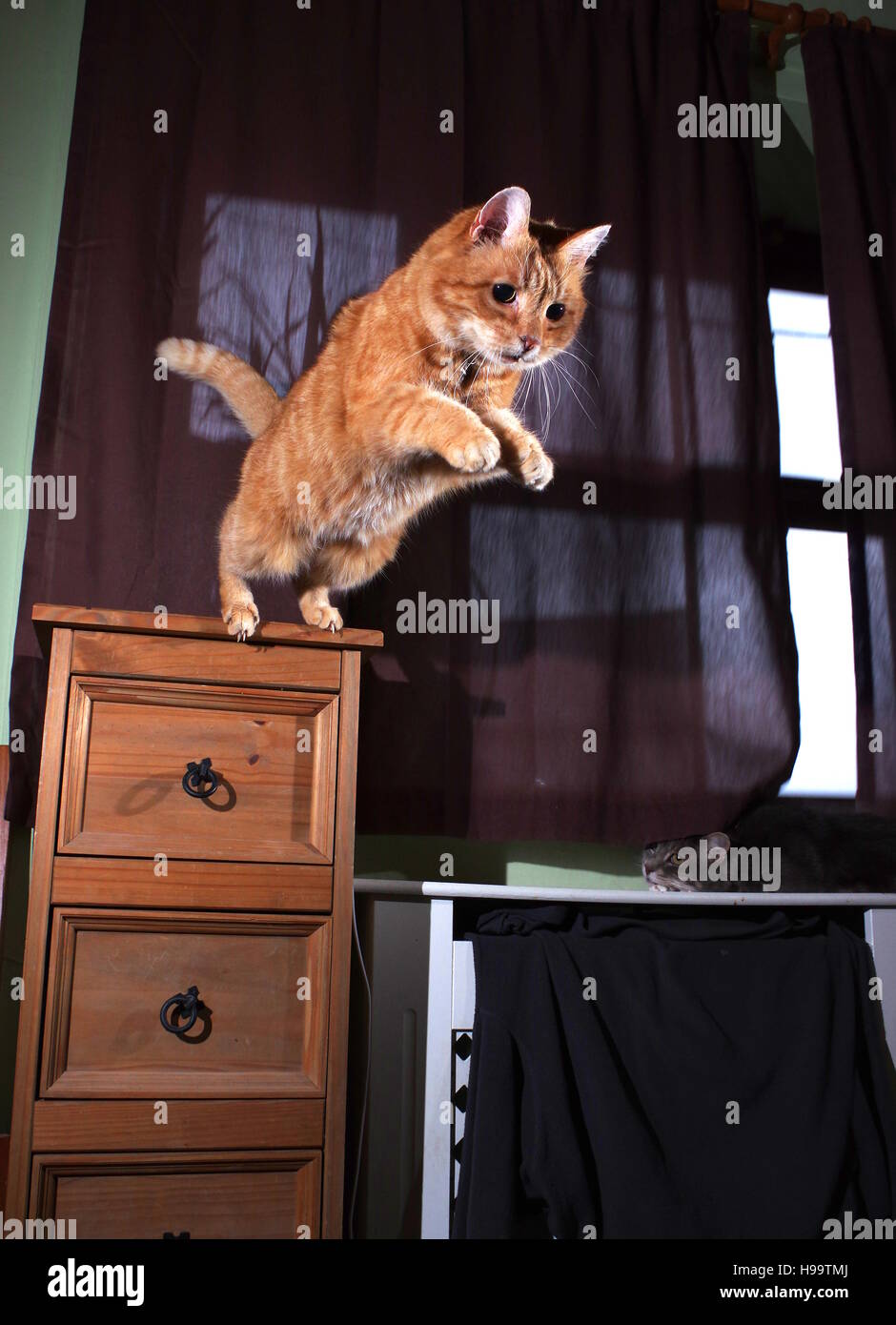 Chat sautant Banque de photographies et d’images à haute résolution - Alamy