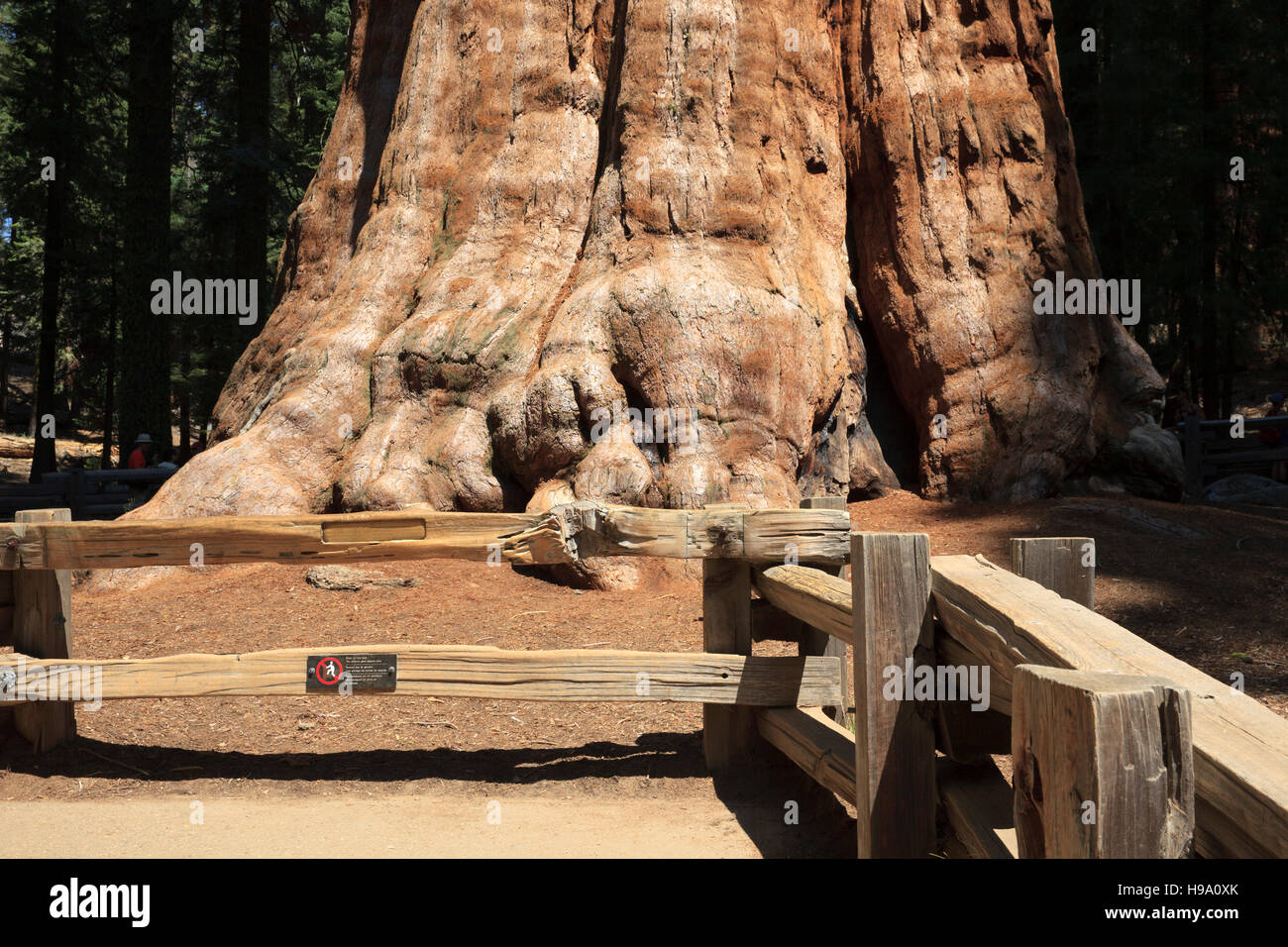 General sherman giant sequoia sequoiadendron Banque de photographies et ...