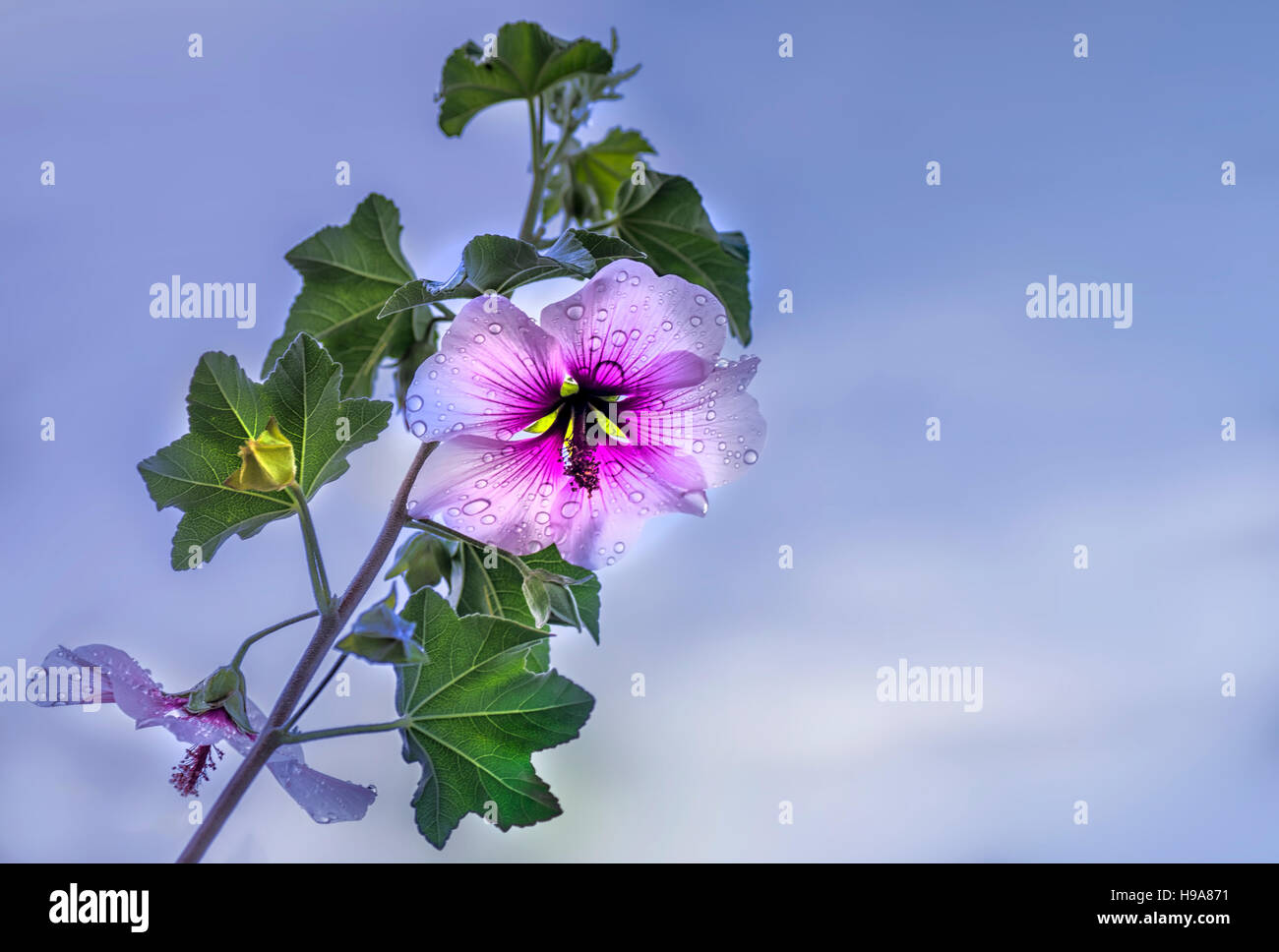 Hibiscus species Banque de photographies et d’images à haute résolution ...