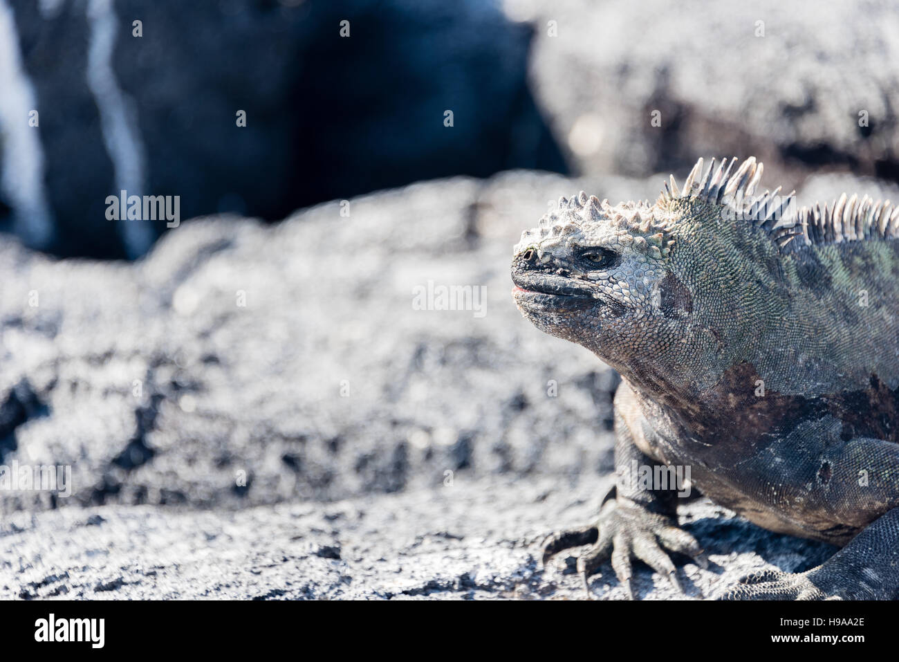 Sea iguana Banque de photographies et d’images à haute résolution - Alamy