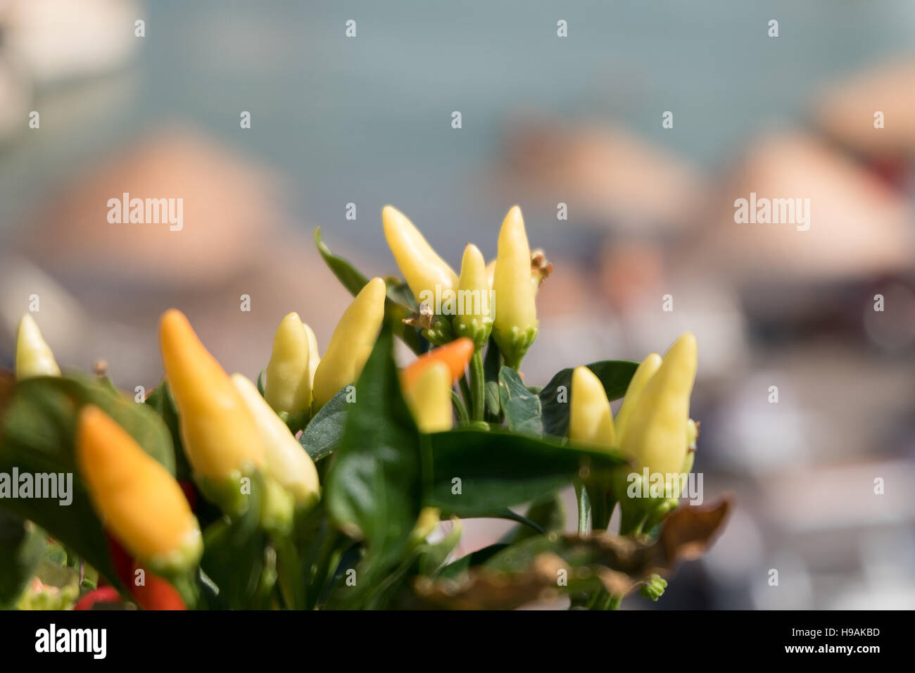 Close-up jeune petit piment, sur un arbre de chili Photo Stock - Alamy