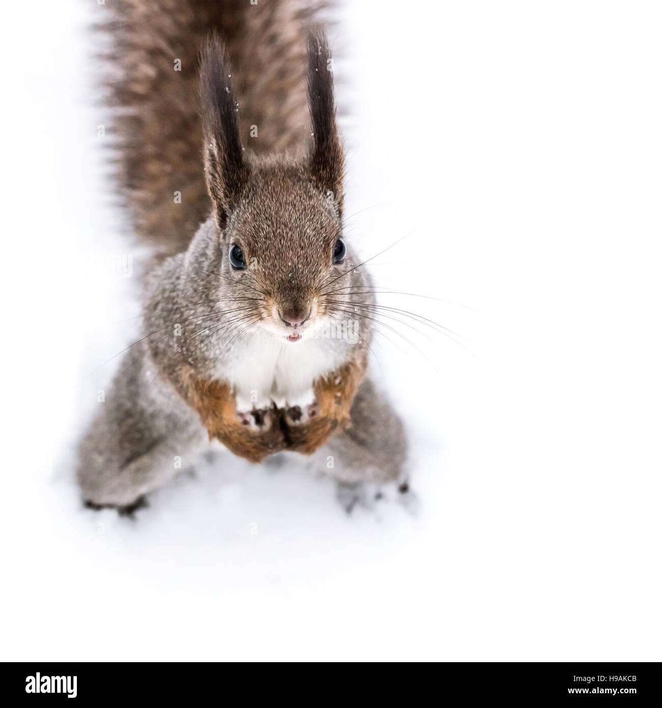 Mignon écureuil rouge avec queue pelucheuse blanche debout sur la neige ...