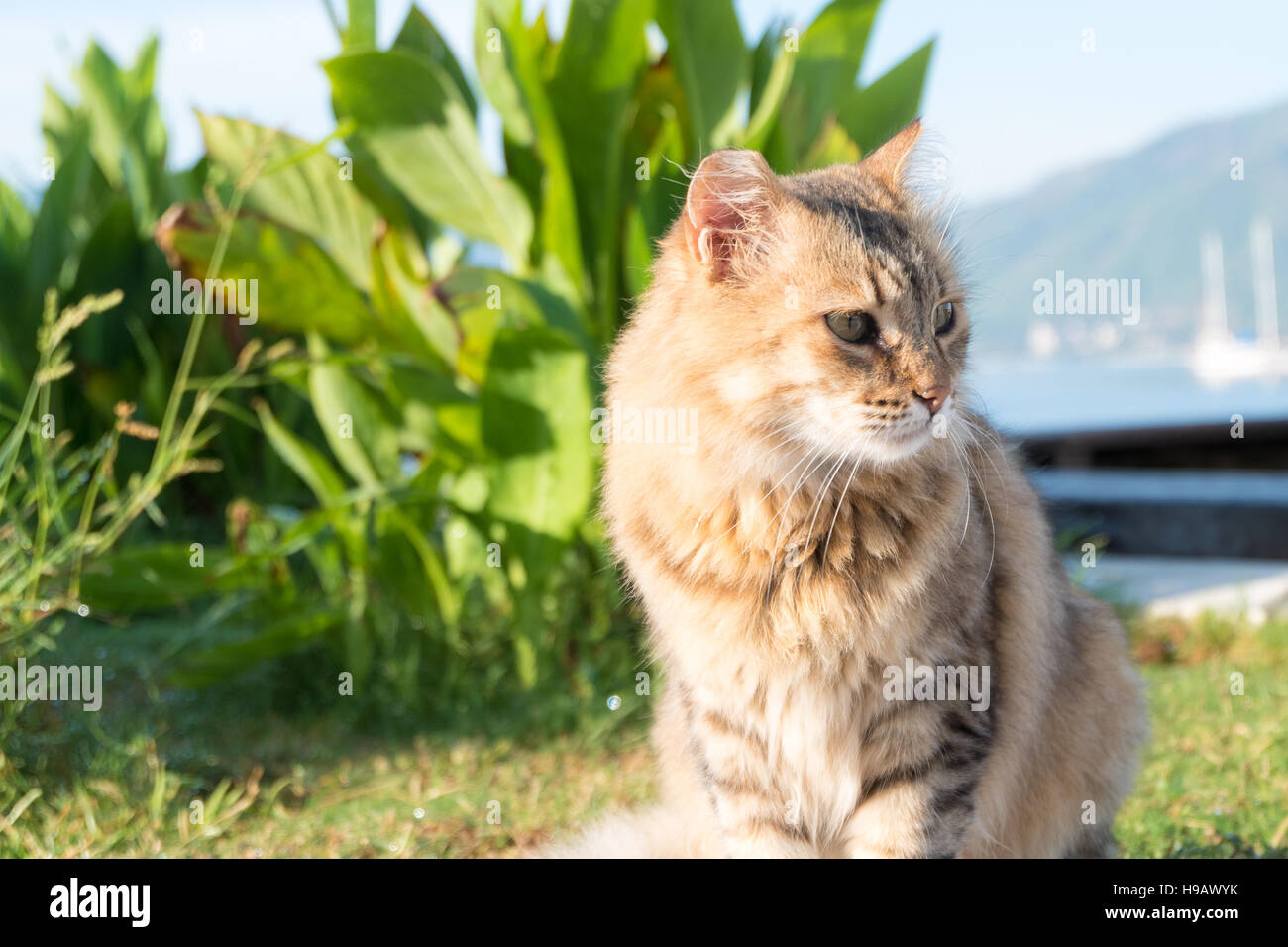 Chat brun Banque de photographies et d’images à haute résolution - Alamy