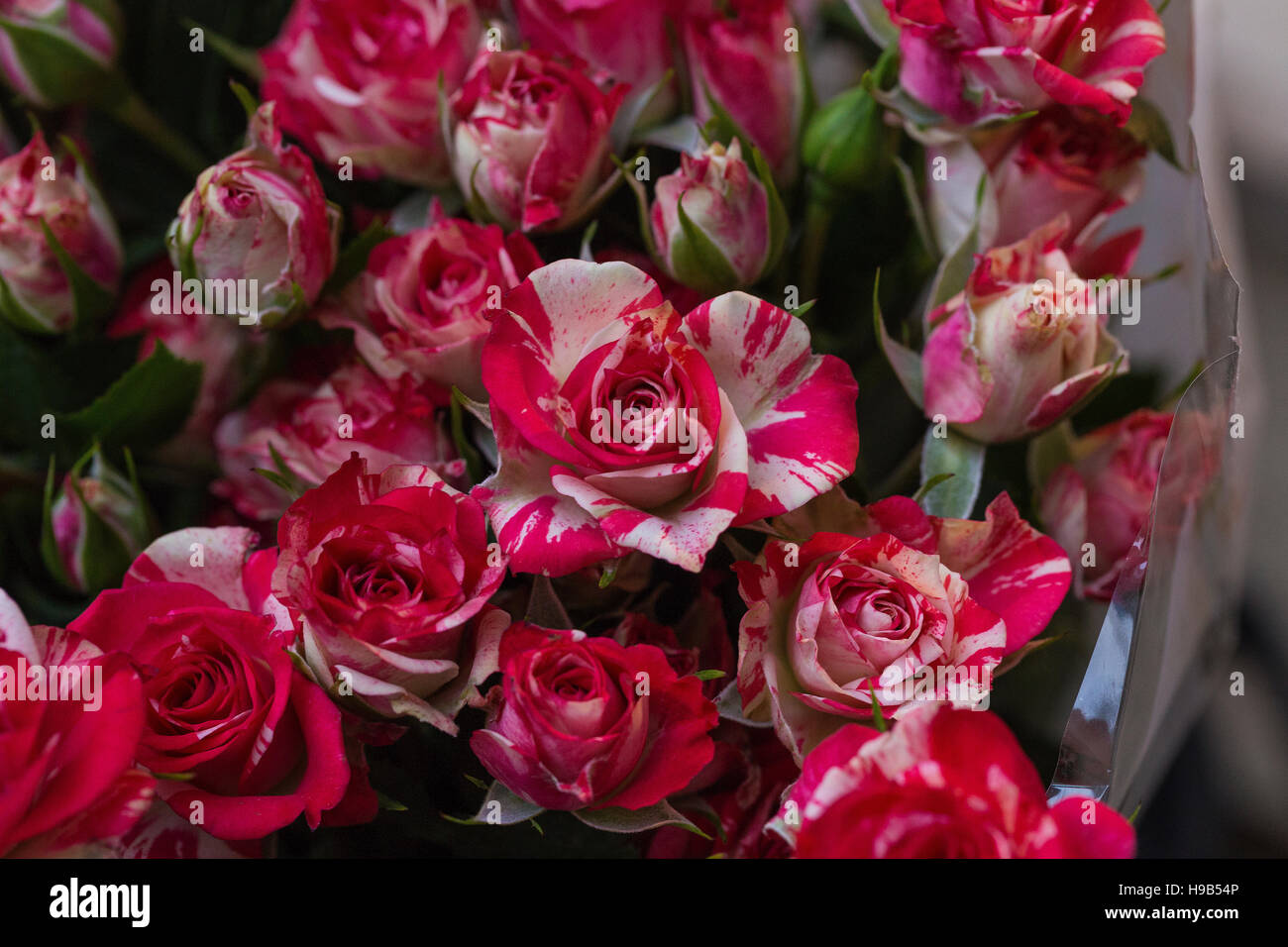 Fleurs roses bicolores Banque de photographies et d’images à haute ...