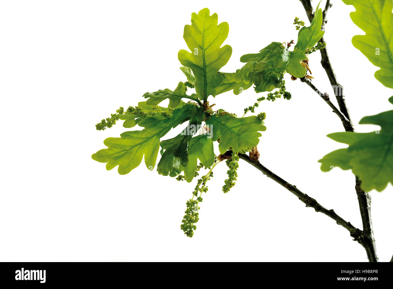 La floraison, le pollen de chêne chêne, feuilles Photo Stock - Alamy