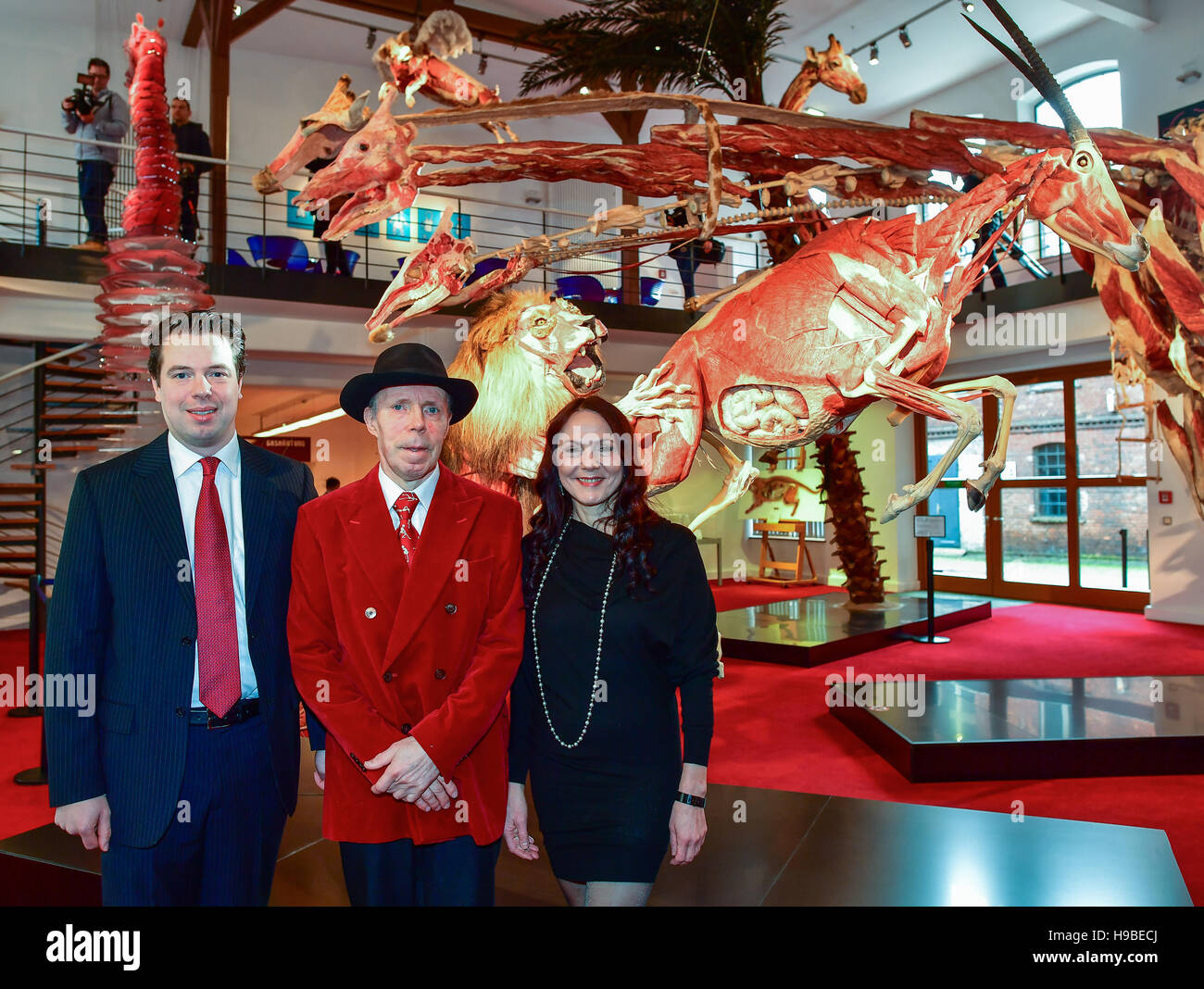 Oryx anatomy Banque de photographies et d’images à haute résolution - Alamy