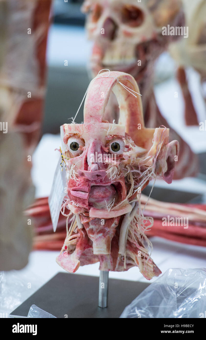 Plastination plastinée Banque de photographies et d’images à haute ...