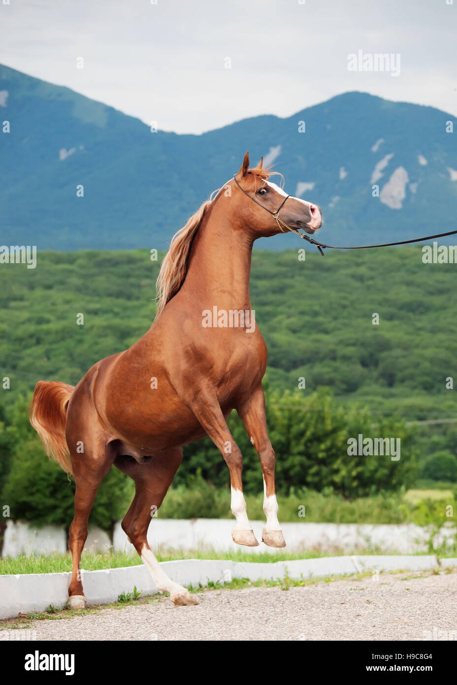 Arabian Horse Chestnut Stallion Rearing Banque d'image et photos - Alamy