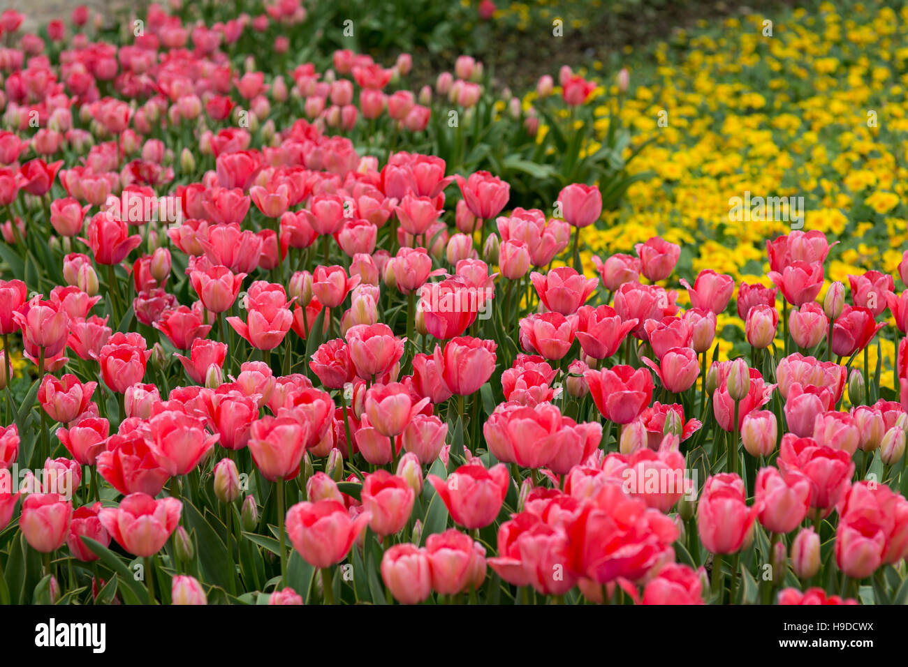 Jardin de tulipes au printemps Banque de photographies et d’images à ...