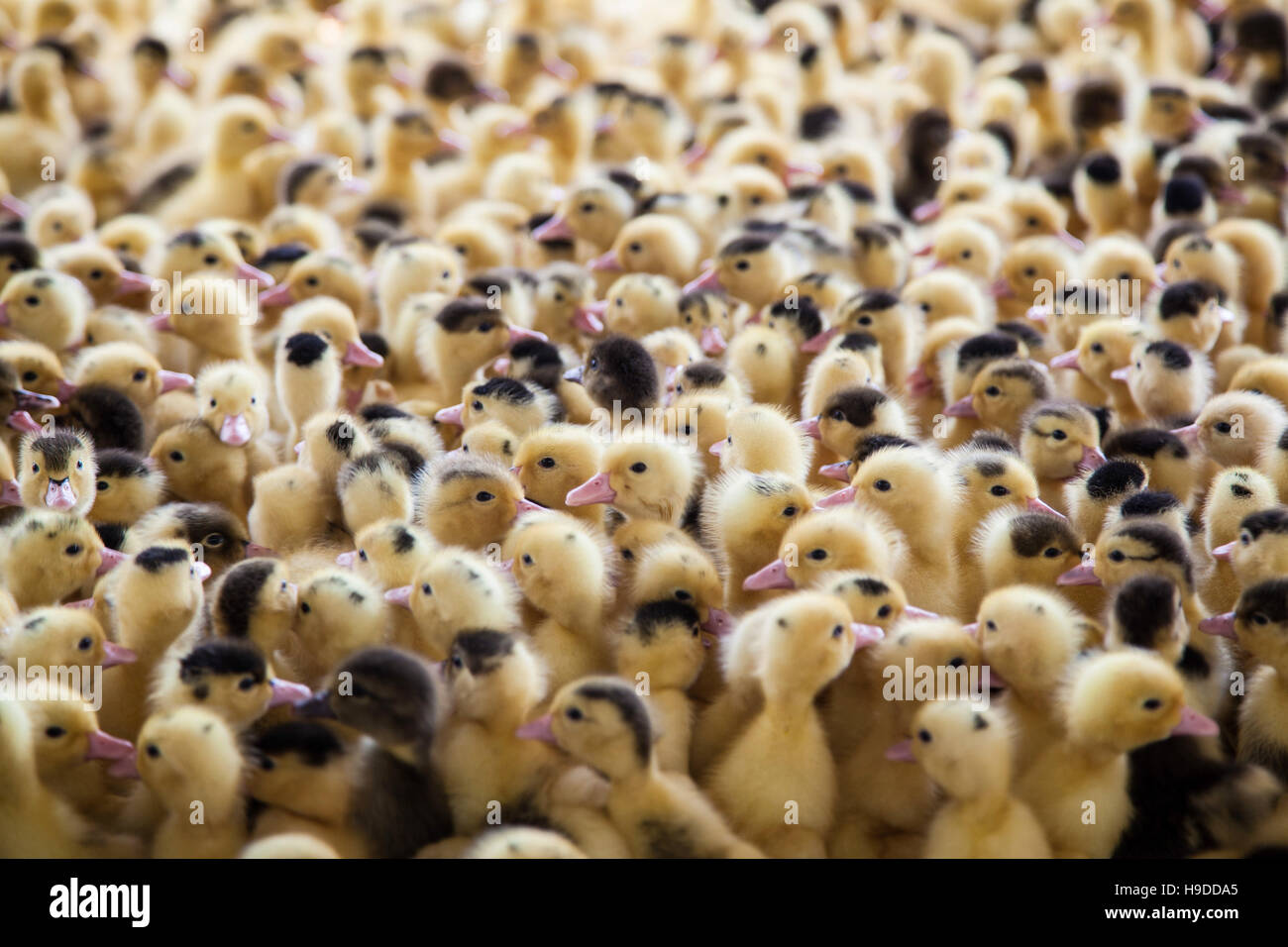 Mulard duck Banque de photographies et d’images à haute résolution - Alamy