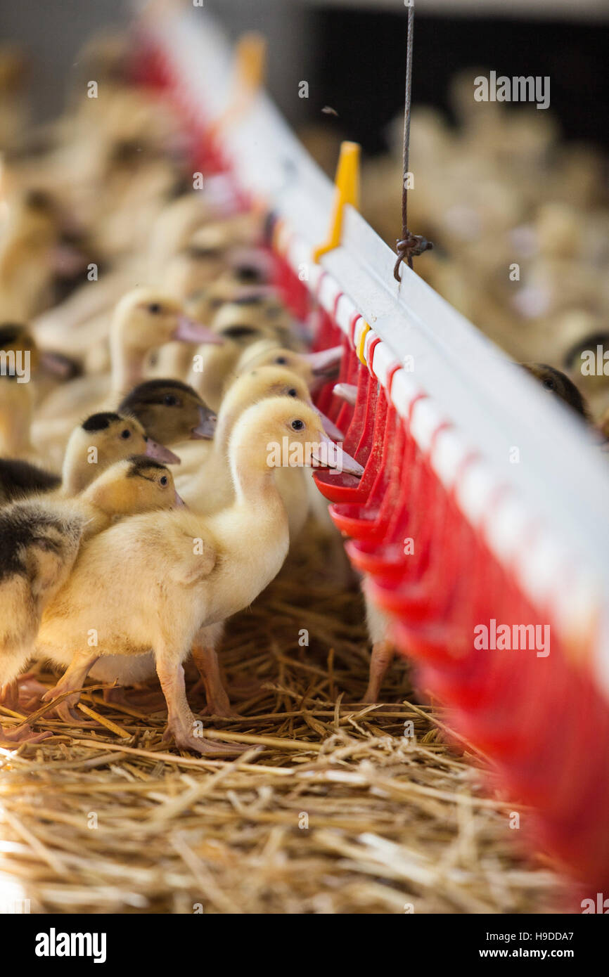 Mulard duck Banque de photographies et d’images à haute résolution - Alamy