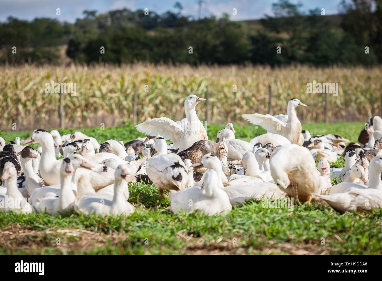 Mulard duck Banque de photographies et d’images à haute résolution - Alamy