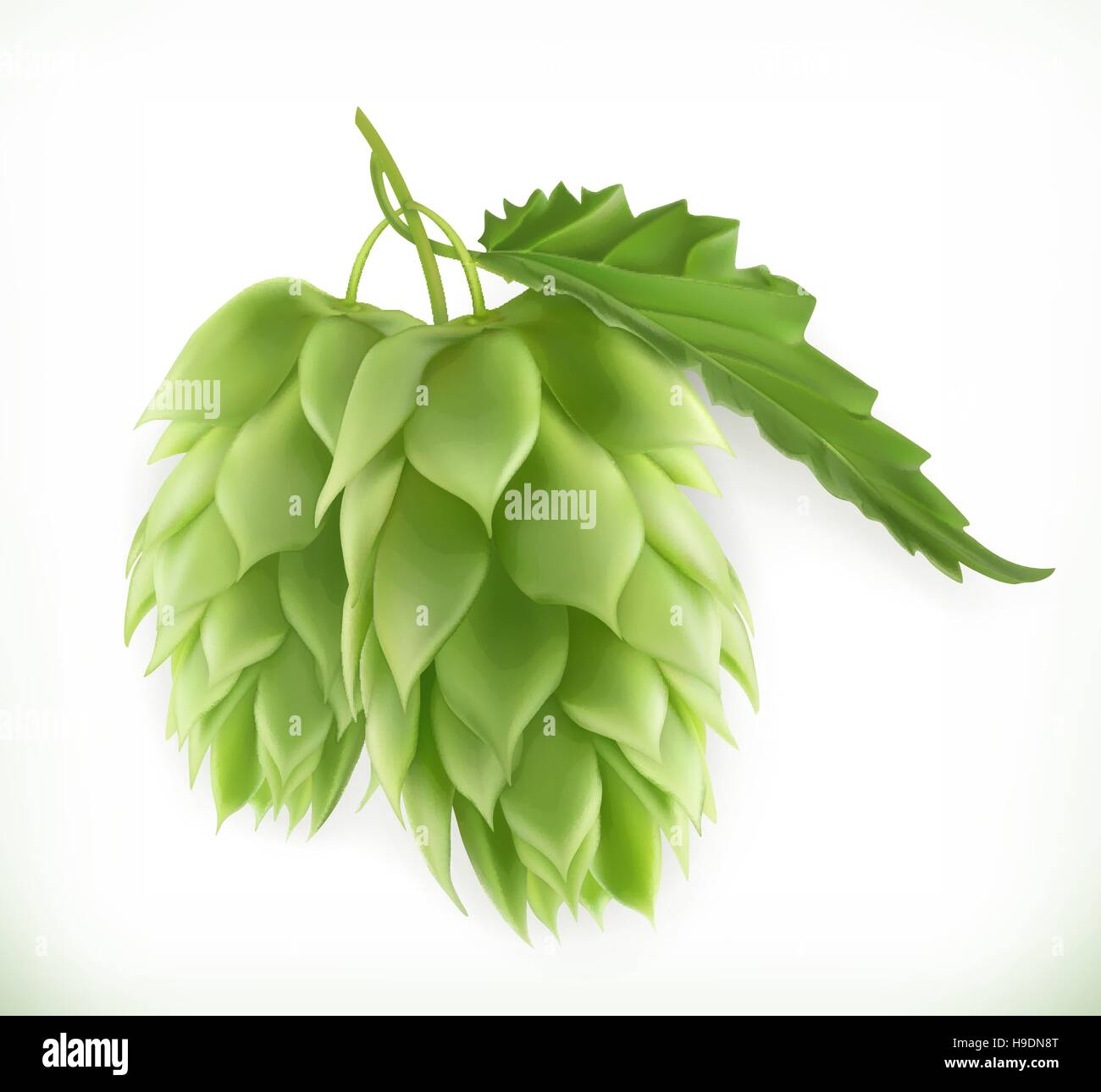 Feuille de houblon Banque d'images vectorielles - Alamy