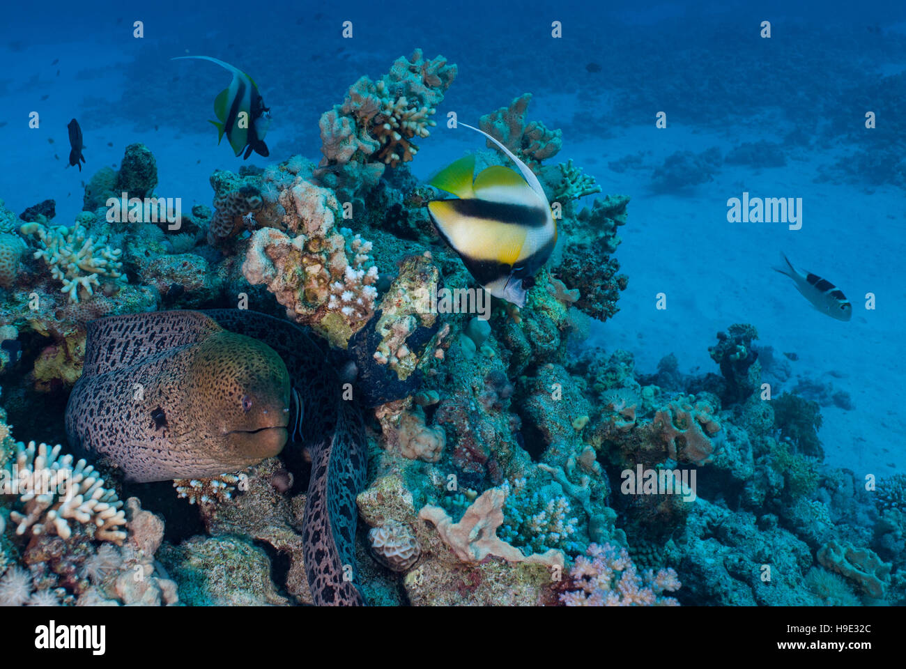 Tiger snake moray, Scuticaria tigrina, Muraenidae, Sharm el Sheikh, Mer ...