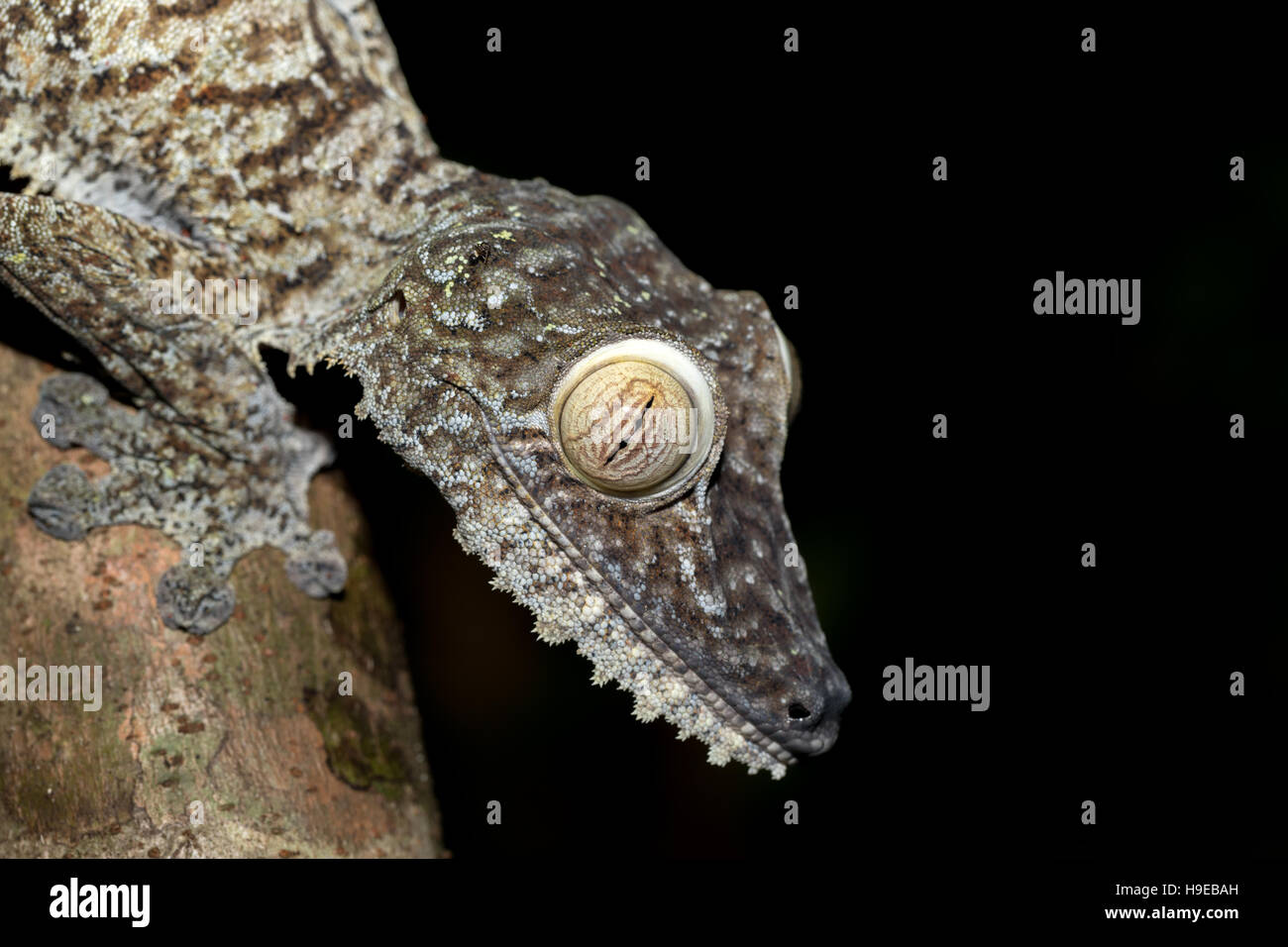 Giant gecko à queue de feuille, Uroplatus fimbriatus, Nosy Mangabe ...