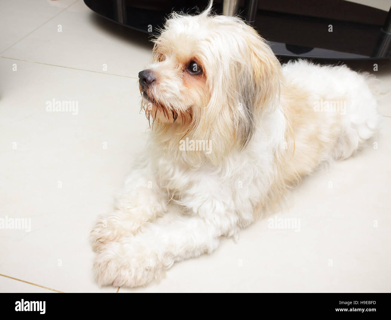 Cheveux touffus Banque de photographies et d’images à haute résolution ...