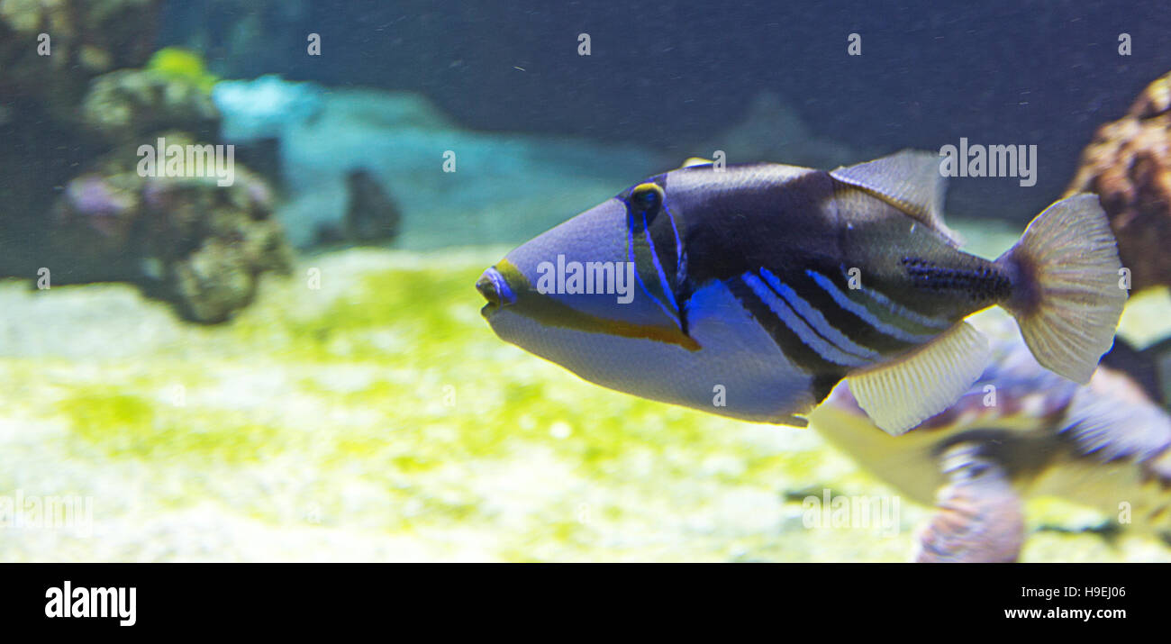 Poisson Picasso Banque d'image et photos - Alamy