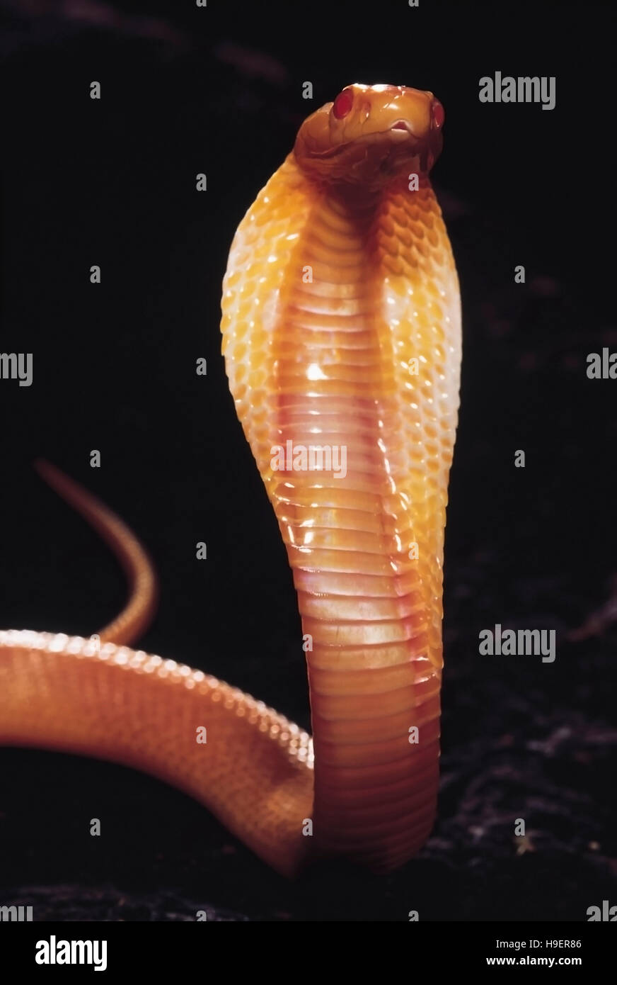 Naja Naja. Cobra albinos avec son capot soulevé. Venimeux. Katraj Snake ...
