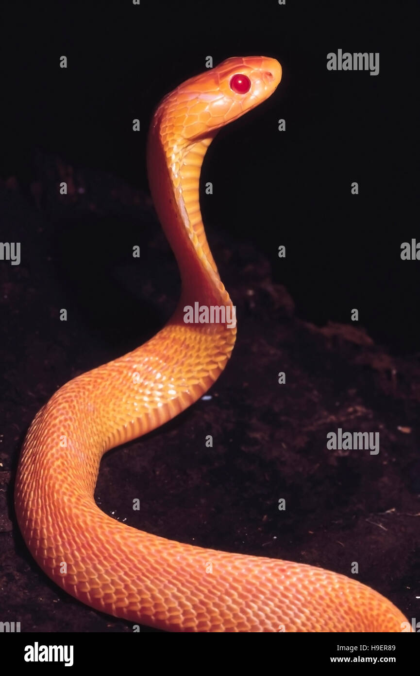 Naja Naja. Cobra albinos. Venimeux. Katraj Snake Park, Pune ...
